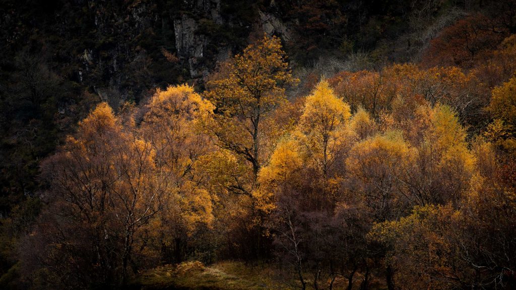 How To Use Light And Contrast To Improve Your Woodland Photography - Real World Shoot, Edit And ...